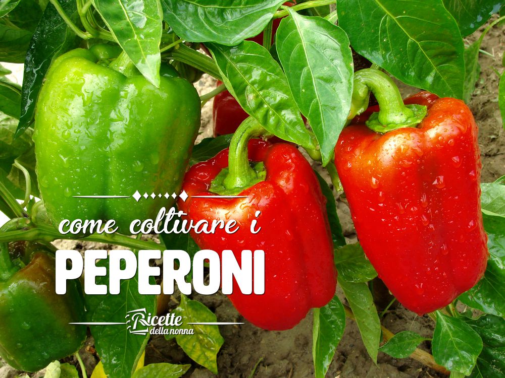 Come coltivare i peperoni | Ricette della Nonna