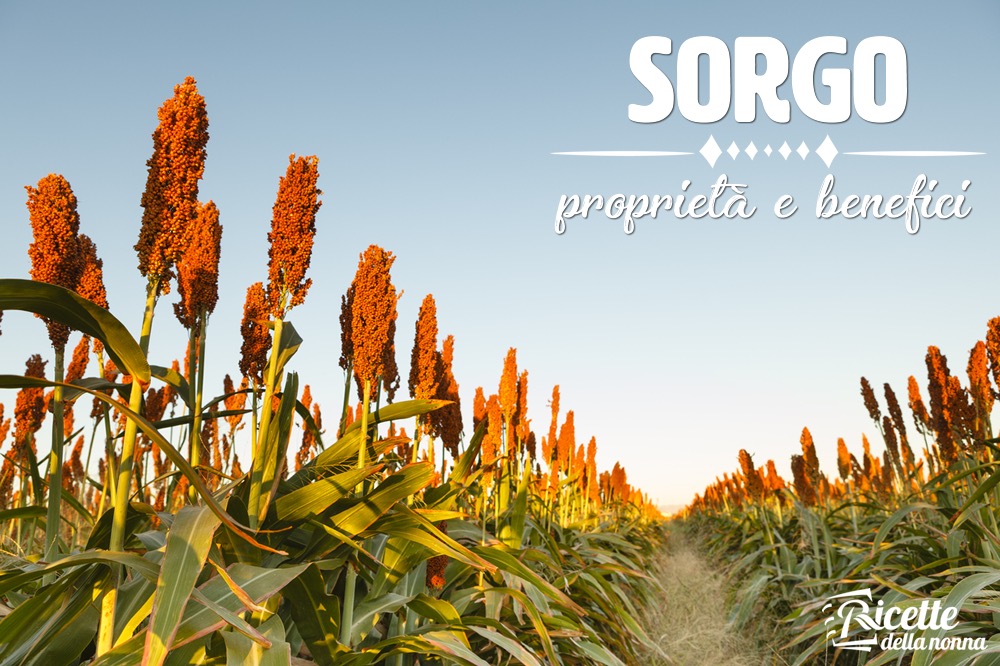 Sorgo: proprietà, benefici e controindicazioni | Ricette della Nonna