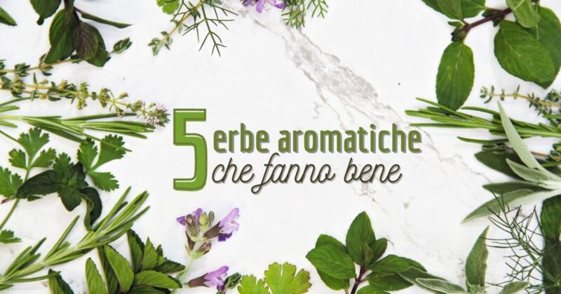 5 erbe aromatiche buone e che fanno bene: quali sono e come usarle in ...