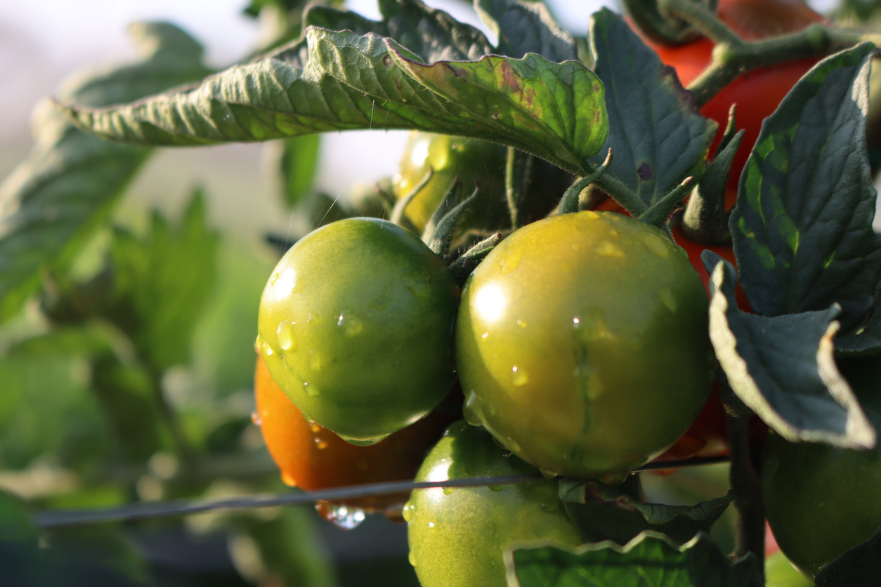 Pomodoro Camone della Sardegna, cosa sapere | Ricette della Nonna