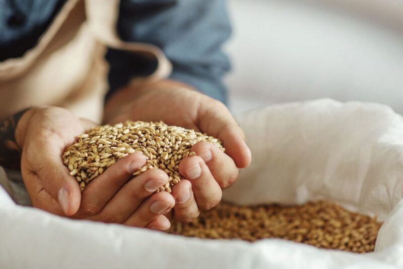 Orzo: proprietà, controindicazioni e origine - tutto quello che DEVI ...